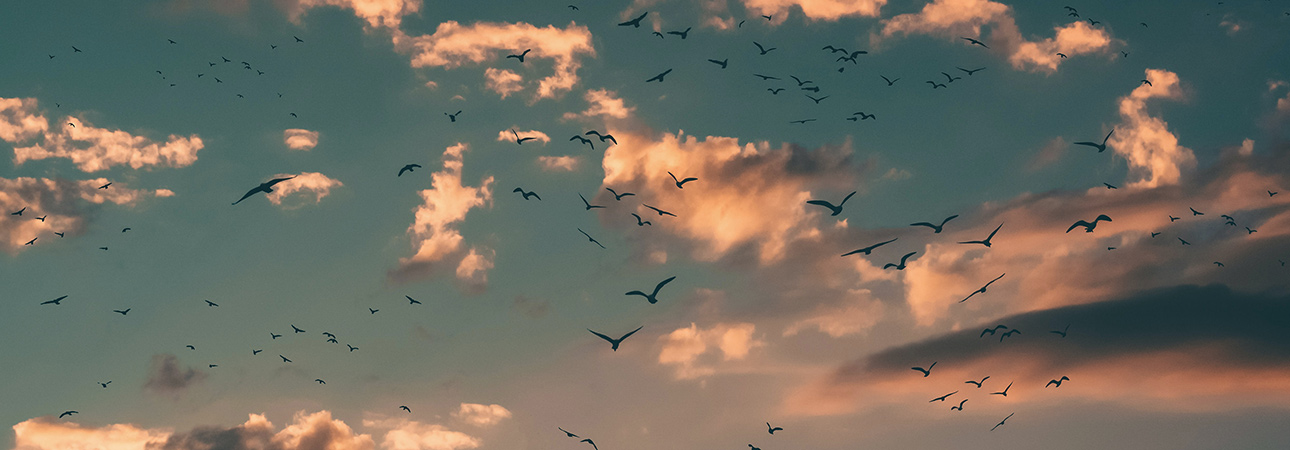 Land Rover | Official Land Rover Shop UK